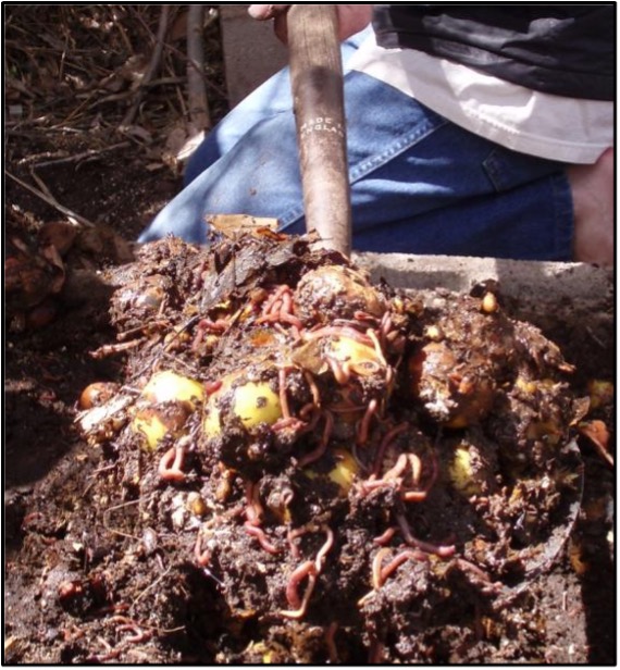 Composting with Worms - Eco-Cycle